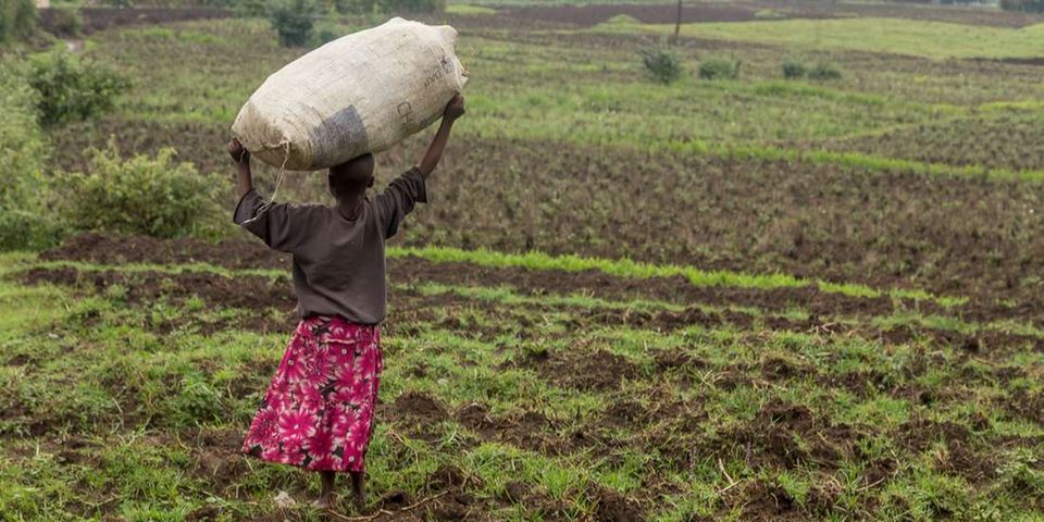 Kenya: Surviving Covid-19: Children now forced into casual labour | IGL ...